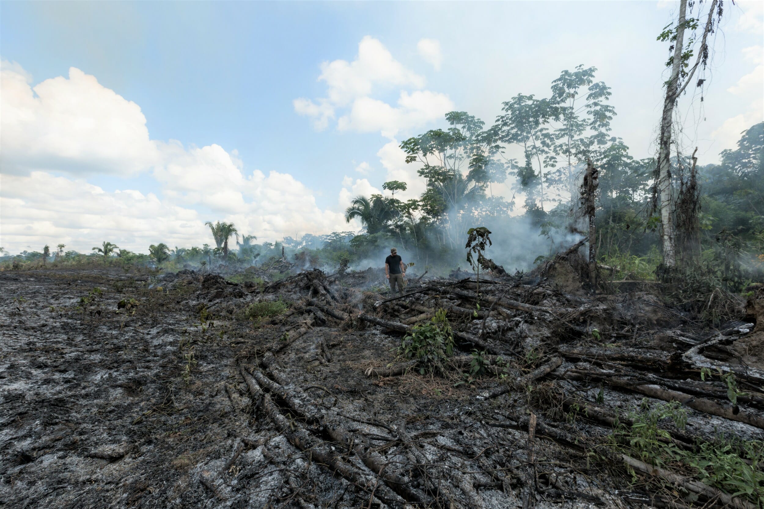 Rainforest Alliance - 5 Ways We Can Help Save Rainforests - Irish Tech News